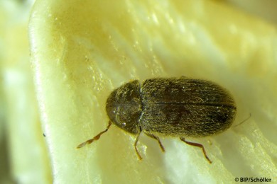 Brotkäfer (Stegobium paniceum) - Schädlingsbekämpfung Berlin / Adler ...